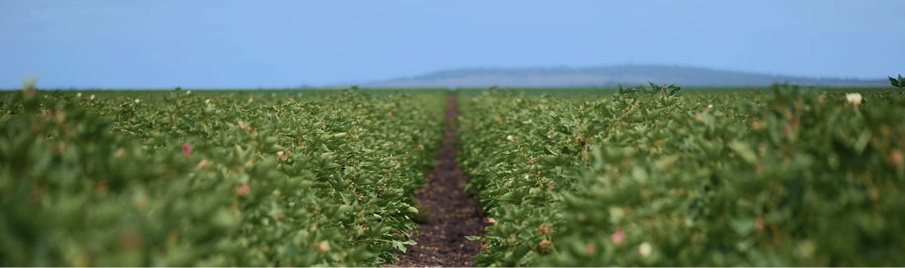 Recruitment Process Outsourcing | Agri Talent