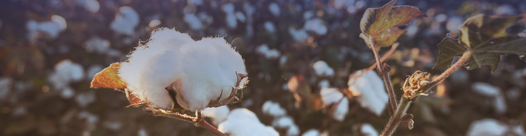Cotton Ginners - New South Wales - Agri Talent